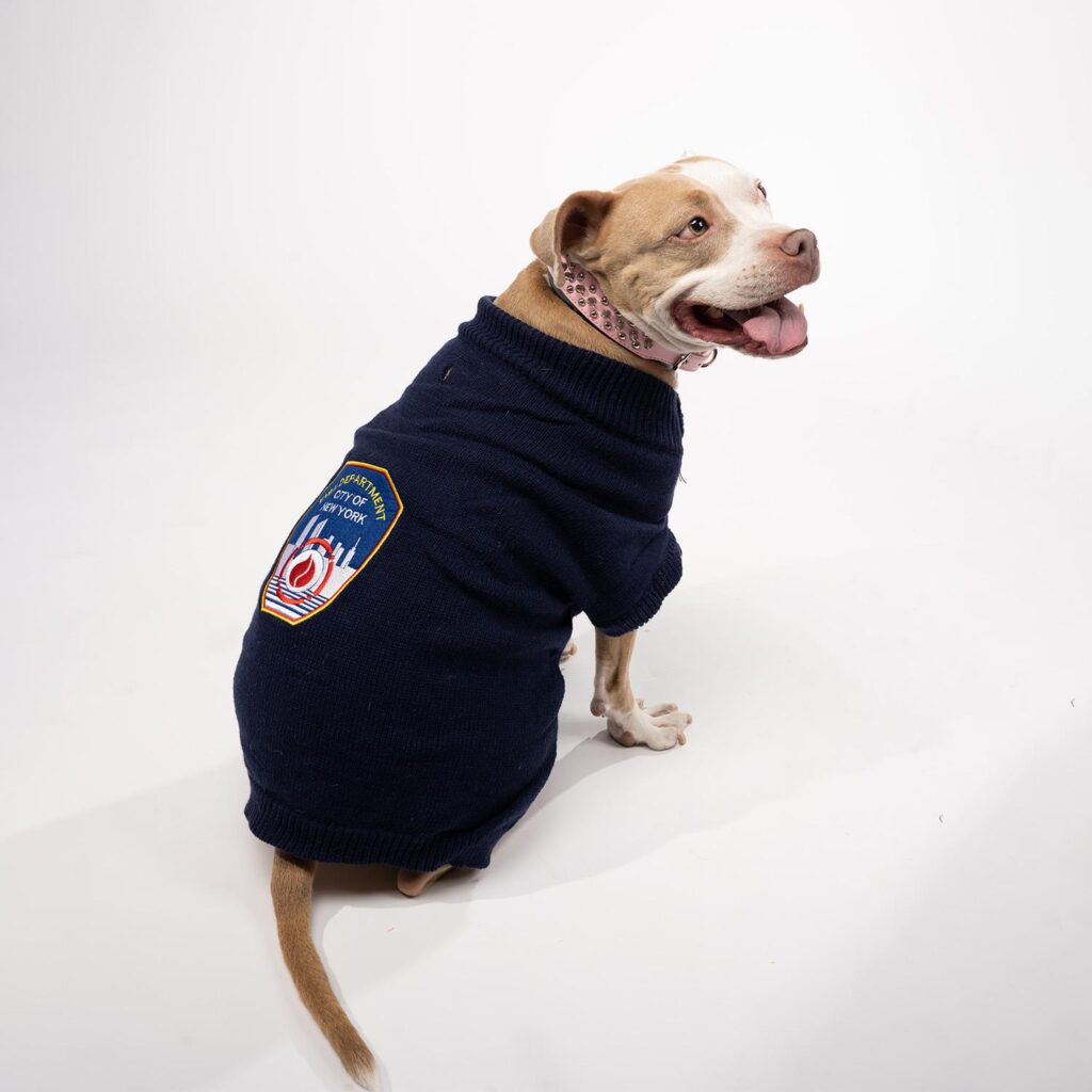 Dog FDNY Logo Turtleneck Sweater